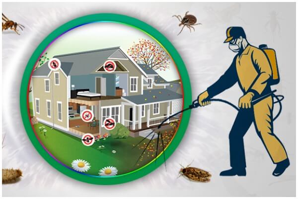 5 Simple Pest Control to Keep your Garden Shrubs and Plants healthy ...