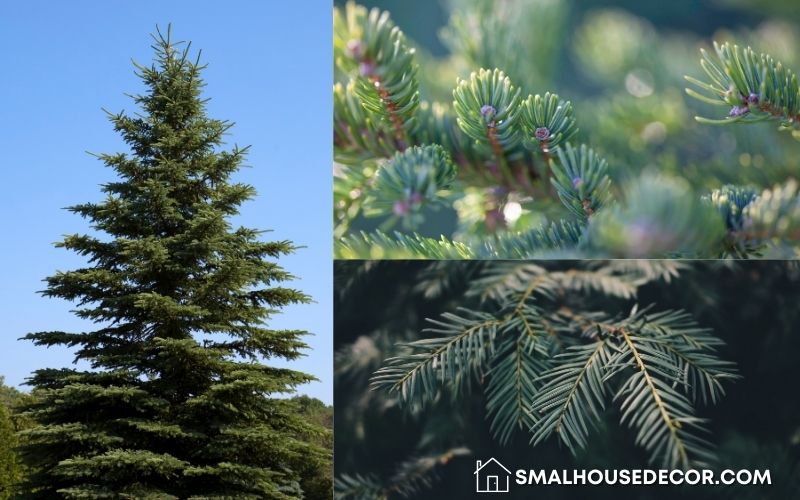 How to Identify Types of Evergreen Trees - Small House Decor