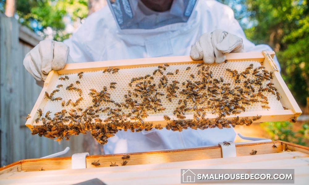12 Best Tips For People Who Are Interested In Beekeeping - Small House ...