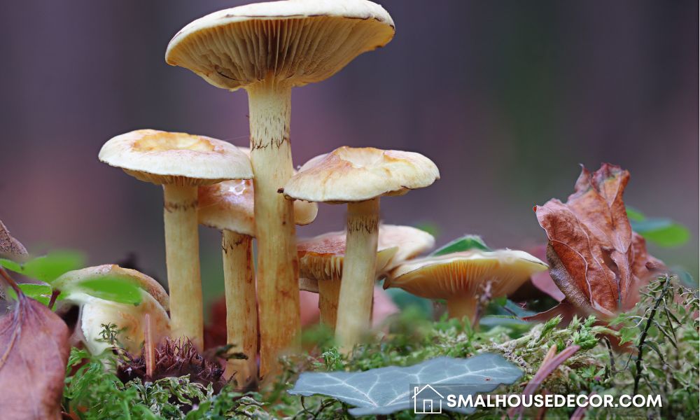 How to Set Up Your Own Mushroom Garden for Year-Round Harvest - Small ...