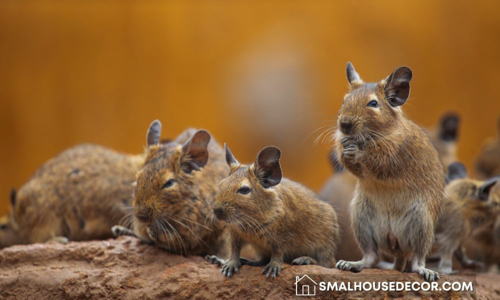 Want To Get Rid Of Rodents? Here Are 4 Solutions - Small House Decor