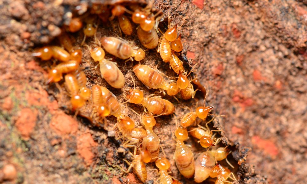 What Kills Termites in Boise, Idaho? - Small House Decor